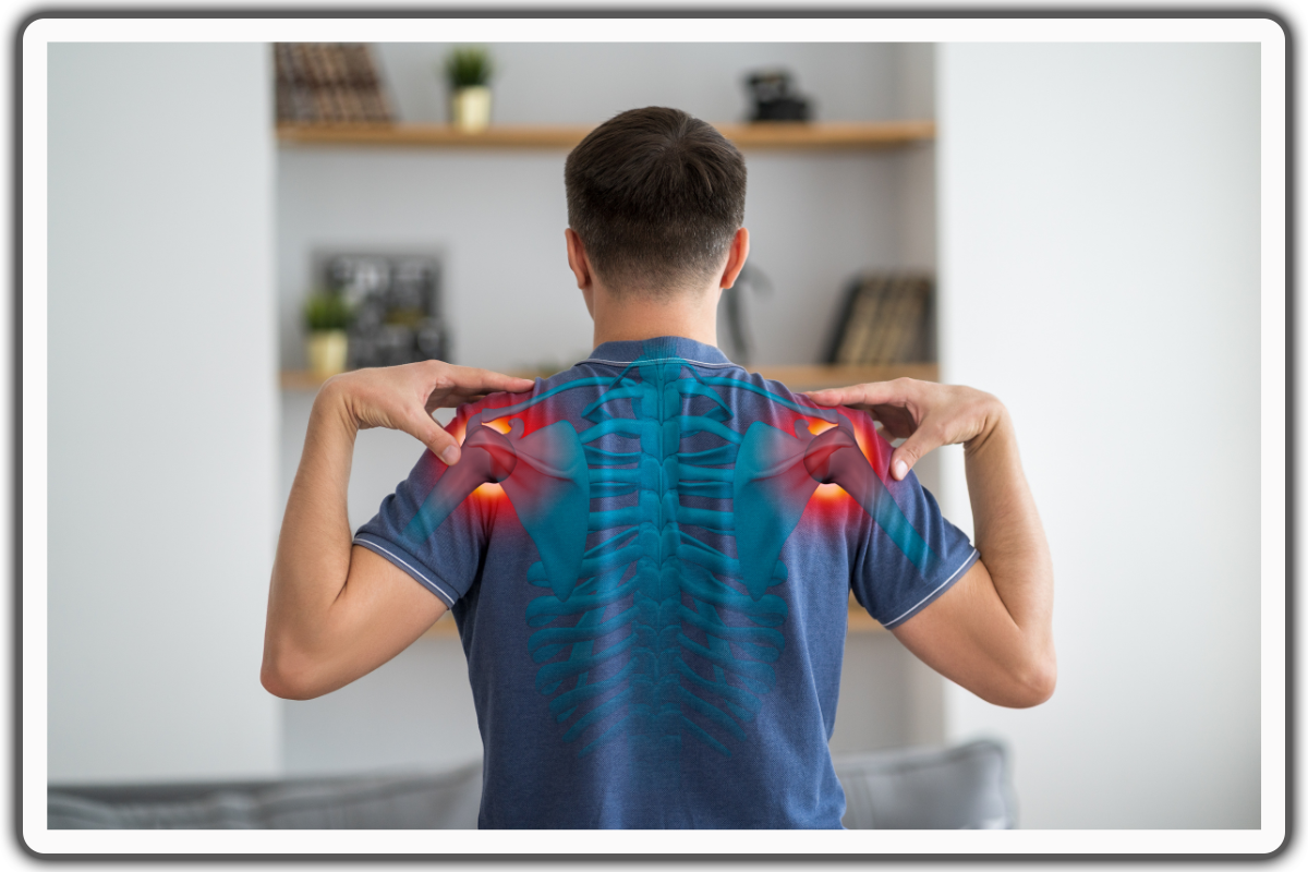 Anatomy of the Shoulder