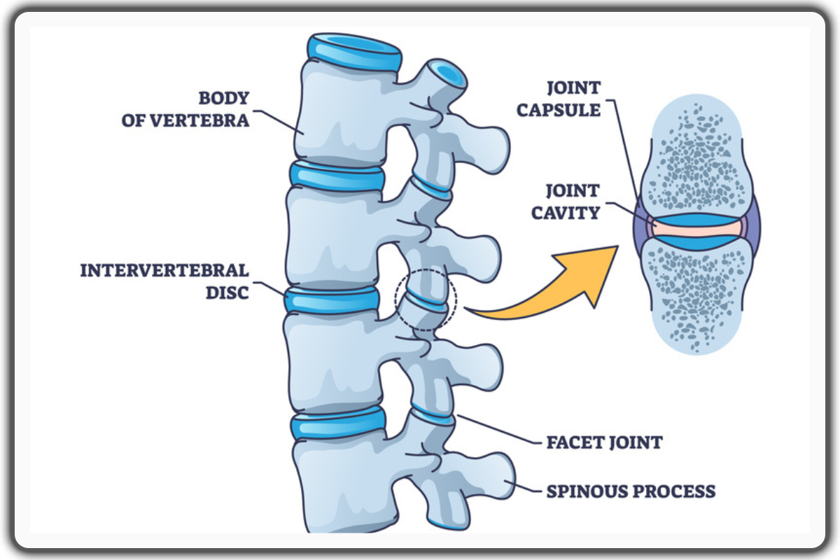 General Knowledge: Introduction to Cervical Joint - Exercises For ...
