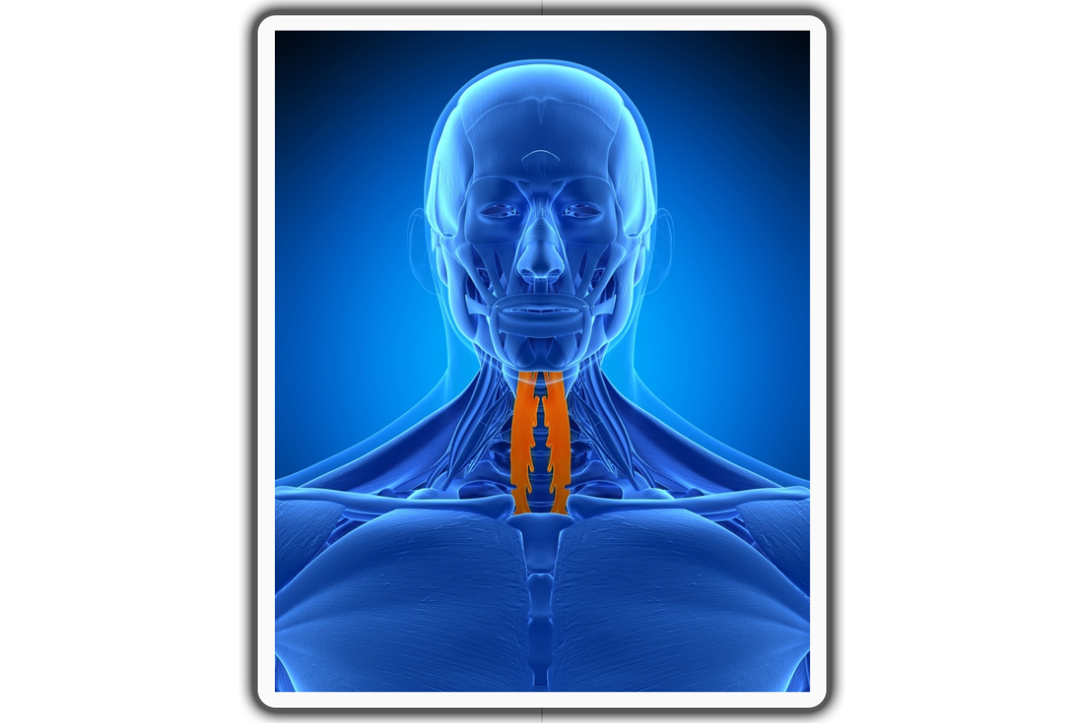 General Knowledge: Introduction to Cervical Joint - Exercises For ...