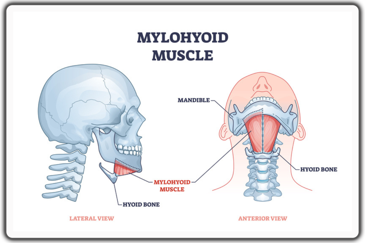 General Knowledge: Introduction to Cervical Joint - Exercises For ...
