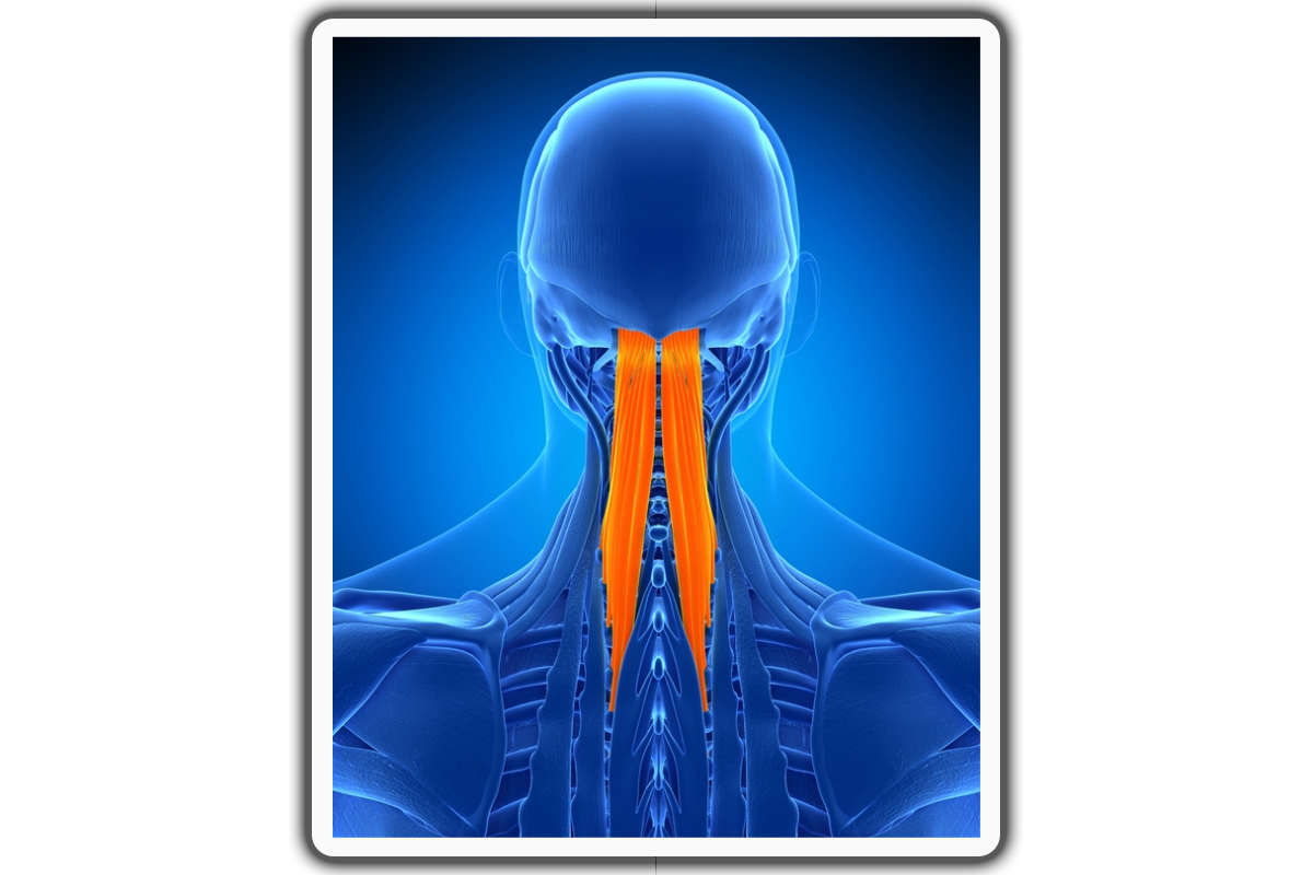 General Knowledge: Introduction to Cervical Joint - Exercises For ...